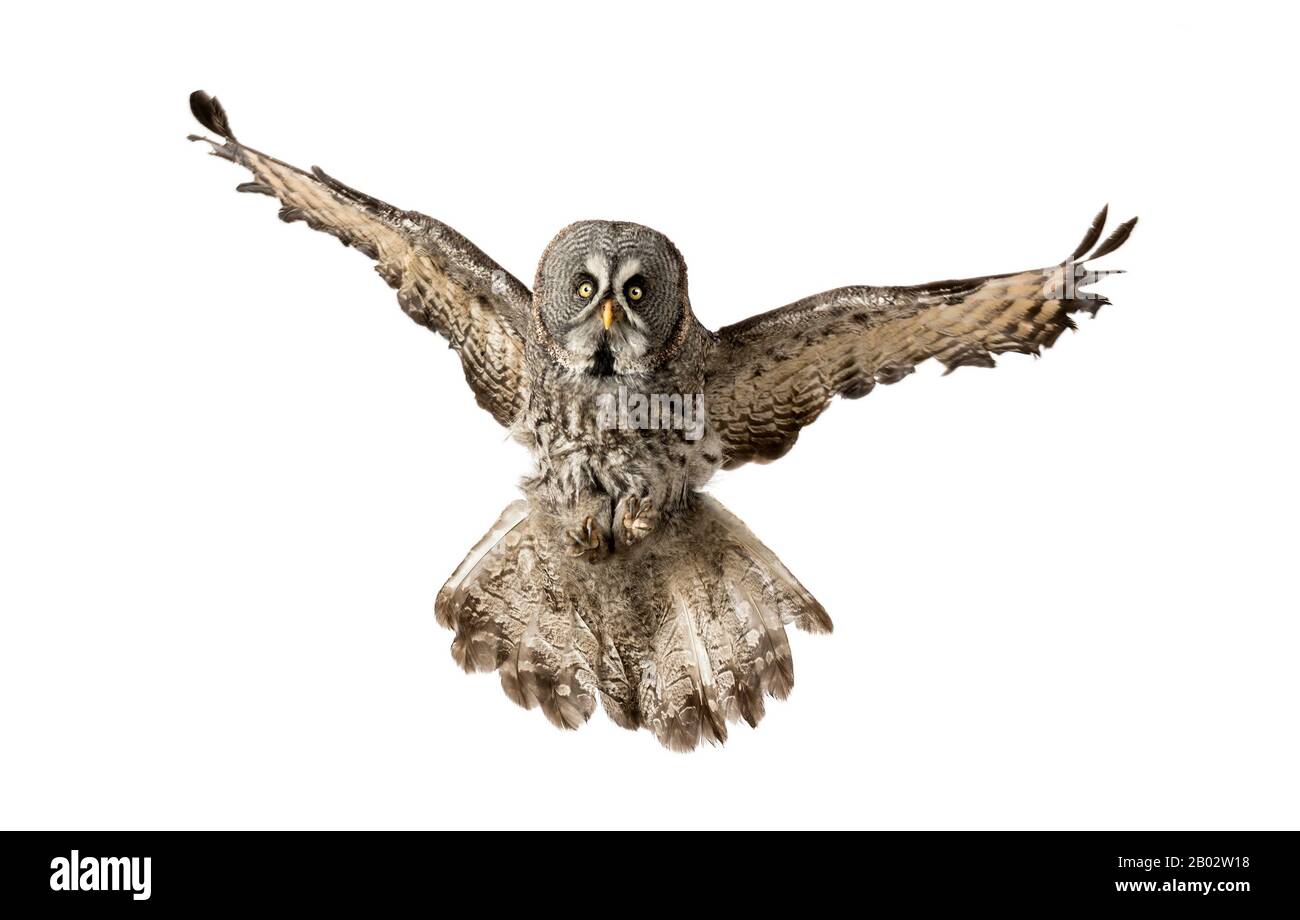 Great Grey Owl Flying