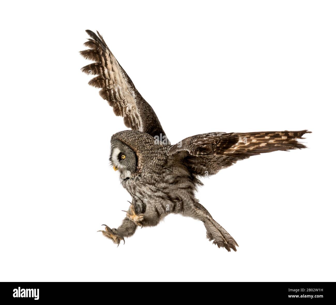 Bird attacking Cut Out Stock Images & Pictures - Alamy