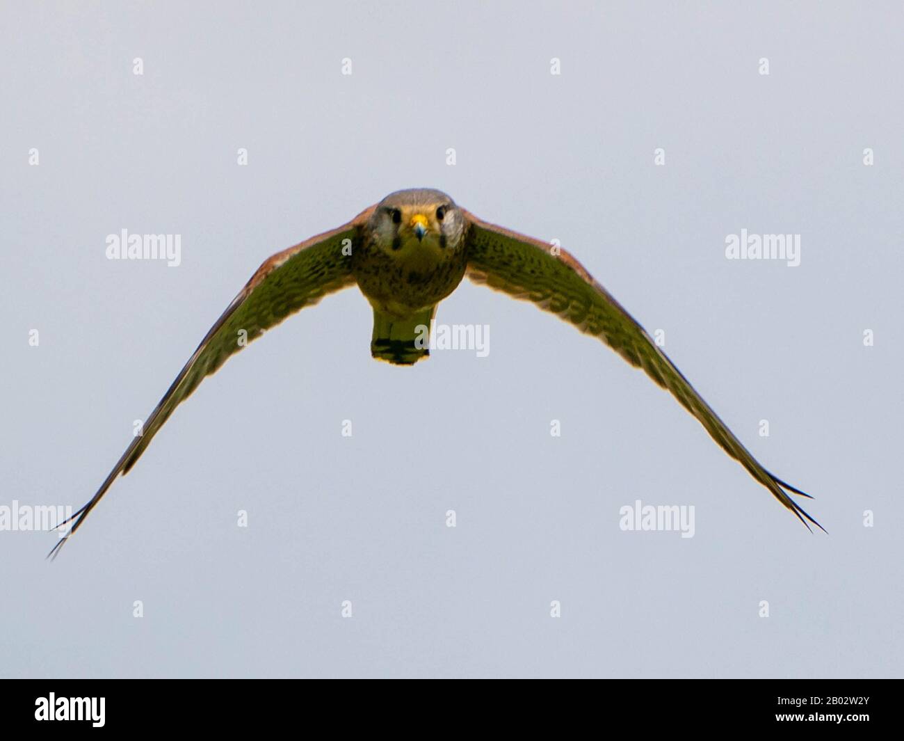 raptor bird of prey UK wild Stock Photo - Alamy