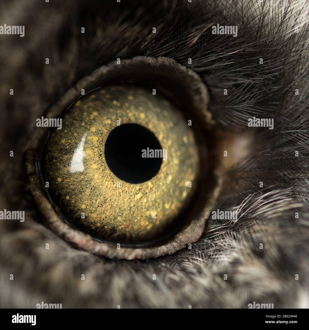 Macro of a Great Gray Owl's eye, Strix nebulosa, isolated on white ...
