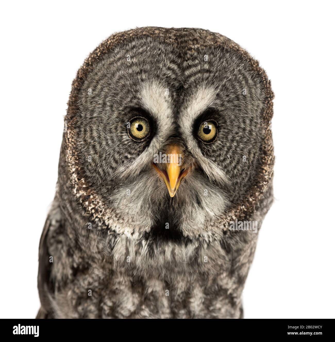Great grey owl front facing hi-res stock photography and images - Alamy