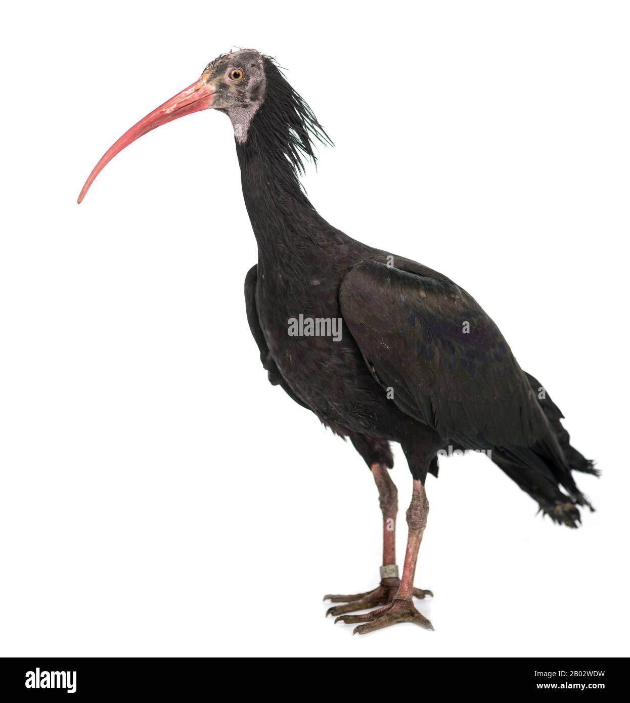 Ibis hermit Cut Out Stock Images & Pictures - Alamy