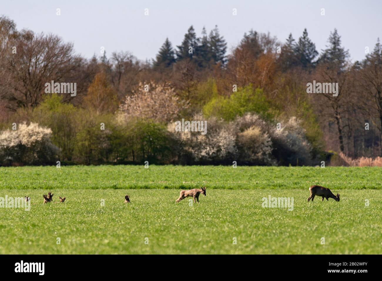 Stretching deer hi-res stock photography and images - Alamy