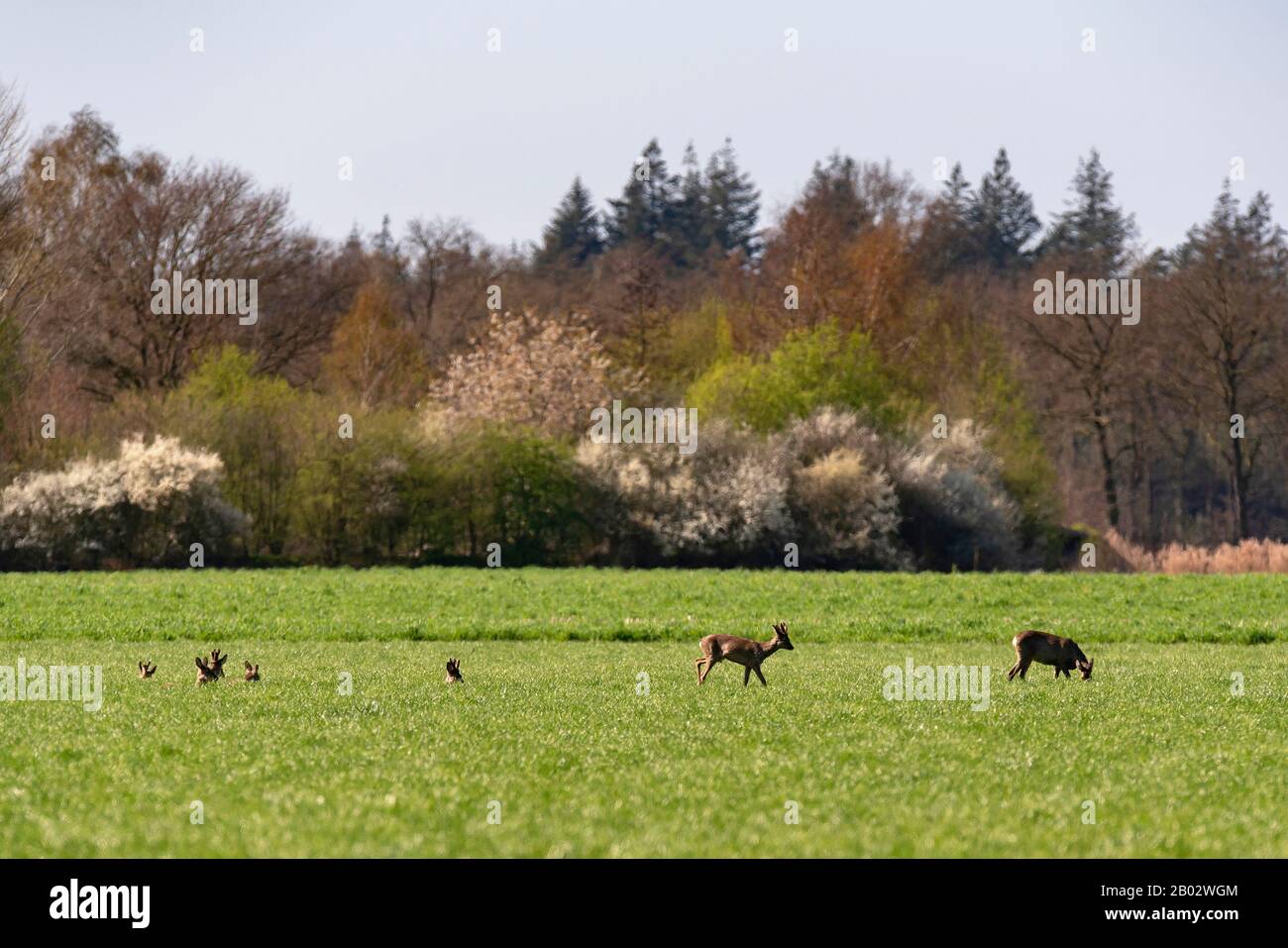 Group of roe deer in meadow grazing, resting and stretching Stock Photo ...