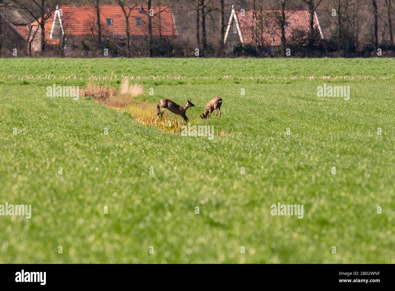 Roe deer jumping over ditch in meadow Stock Photo - Alamy