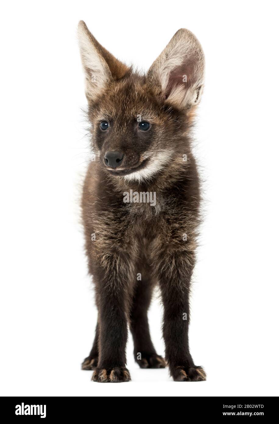 Front view of a Maned Wolf cub standing, looking away, Chrysocyon ...