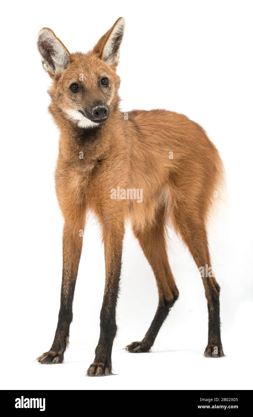 Maned Wolf, Chrysocyon brachyurus, isolated on white Stock Photo - Alamy