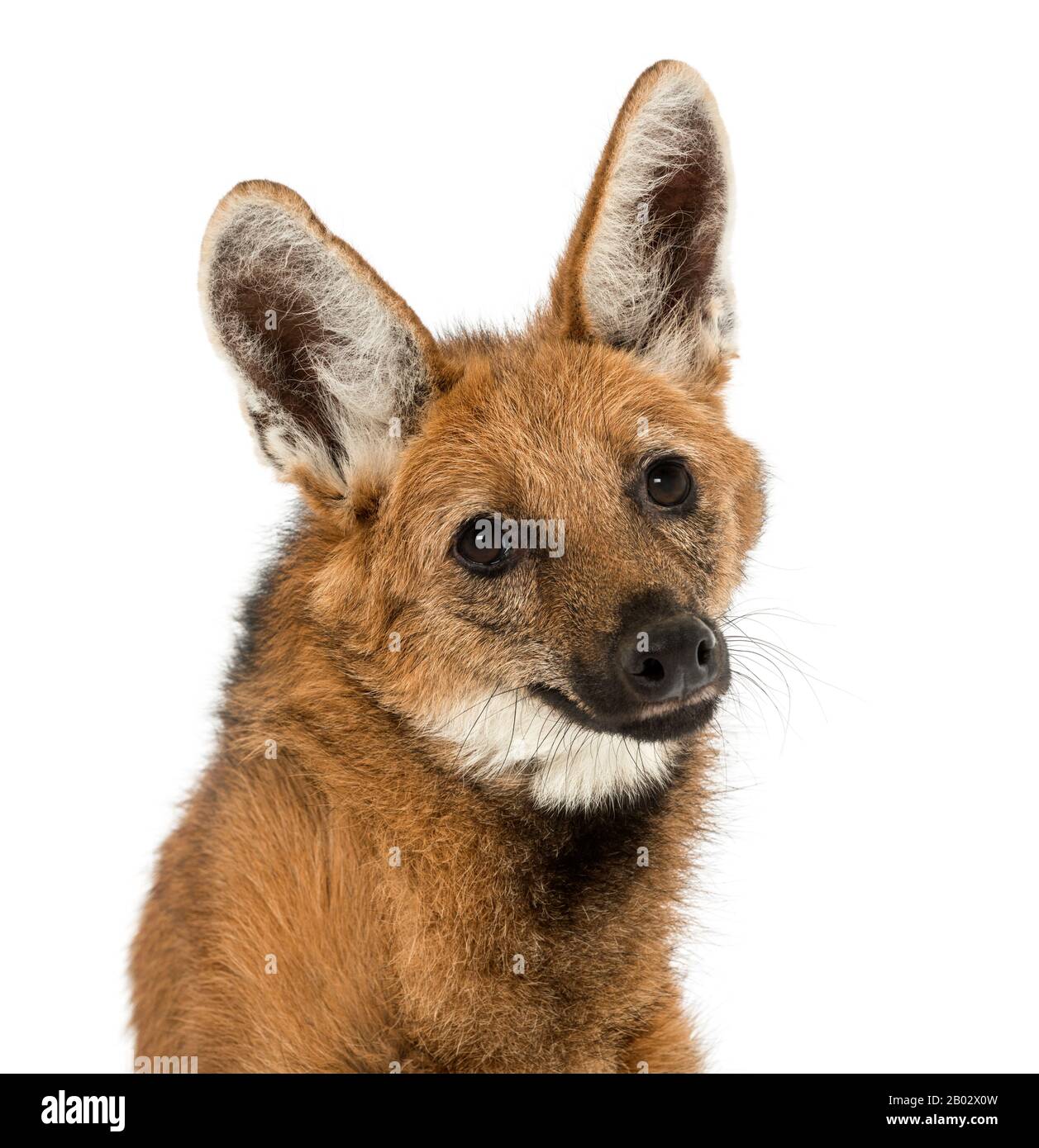 Close-up of a Maned Wolf, Chrysocyon brachyurus, isolated on white ...