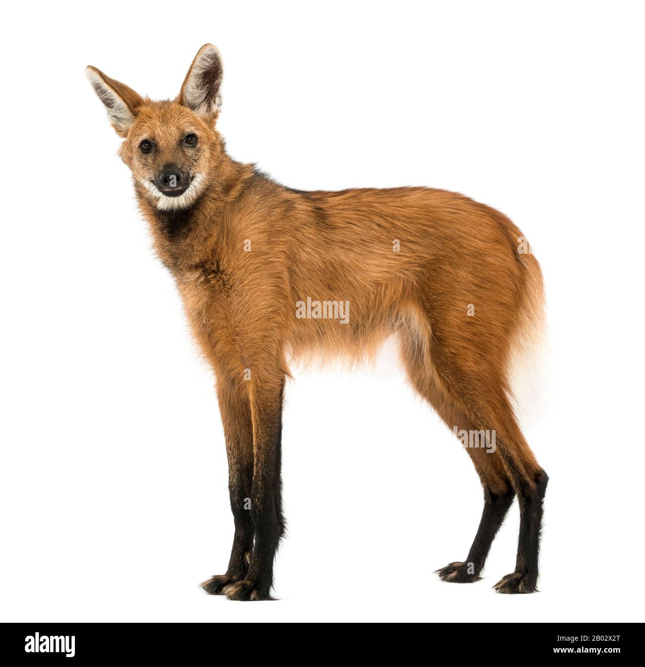 Wolf Standing Up To Starting
