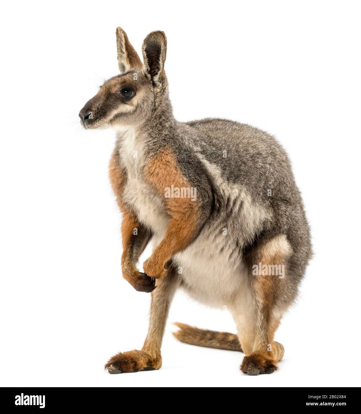 Yellow-footed rock-wallaby standing, Petrogale xanthopus, isolated on ...