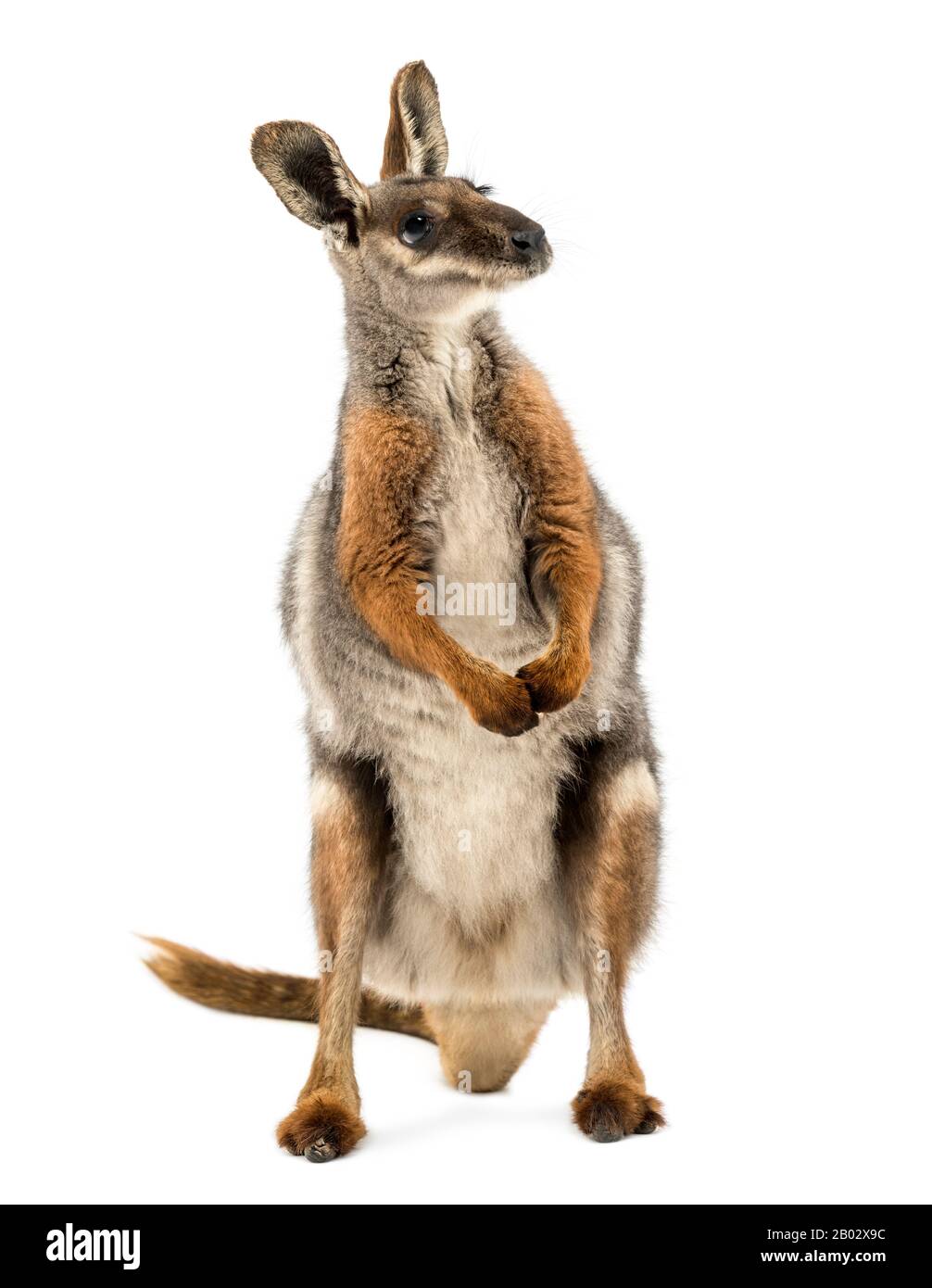 Front view of a Yellow-footed rock-wallaby standing looking up ...