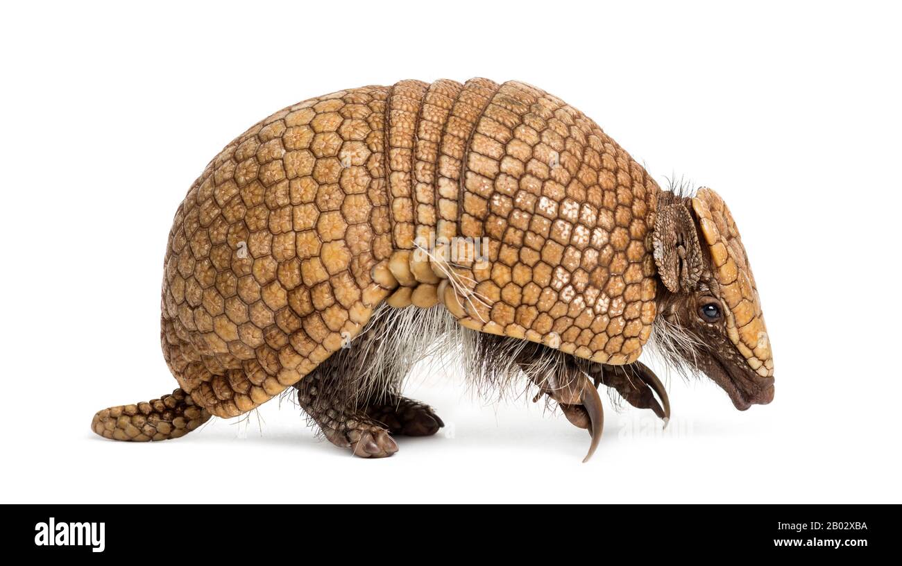 Brazilian Three Banded Armadillo