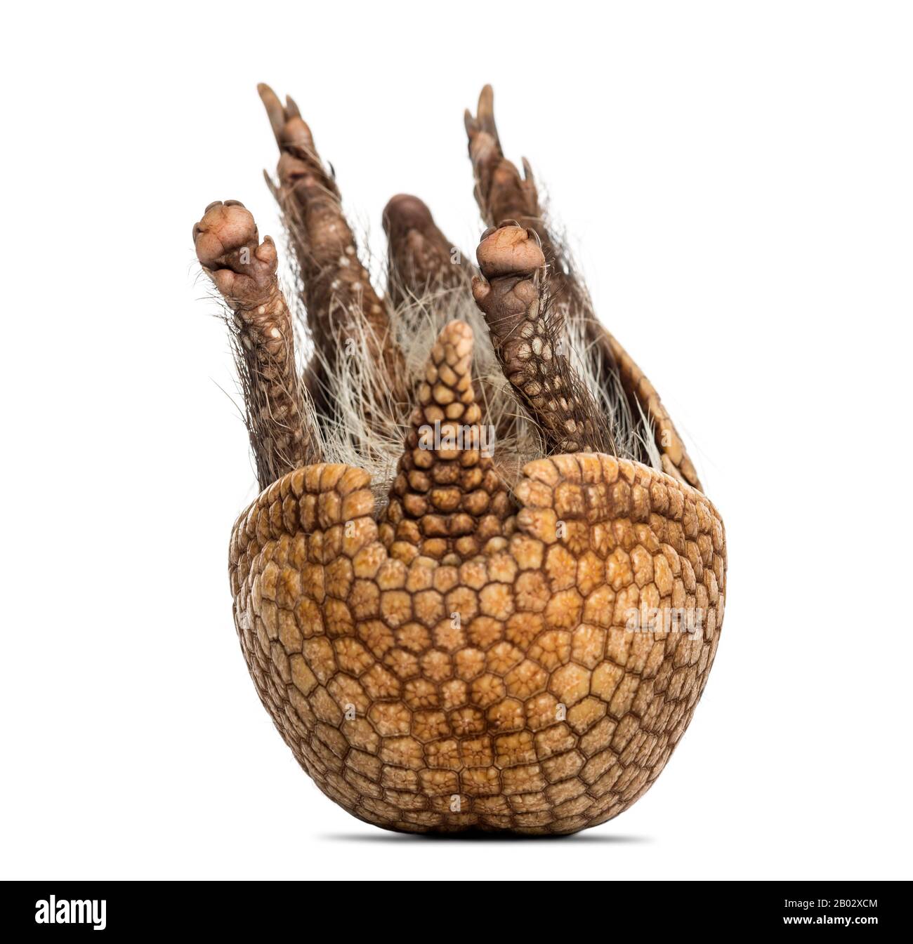 Brazilian three-banded armadillo on its back, Tolypeutes tricinctus - 4 ...