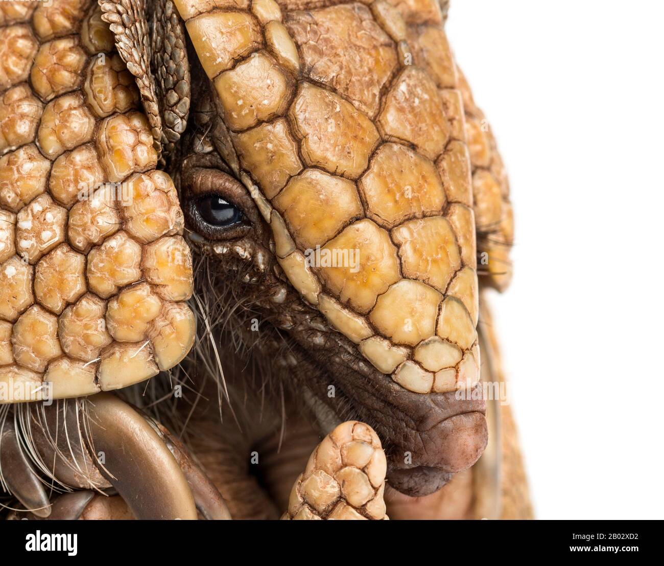 Close-up of a Brazilian three-banded armadillo, Tolypeutes tricinctus ...
