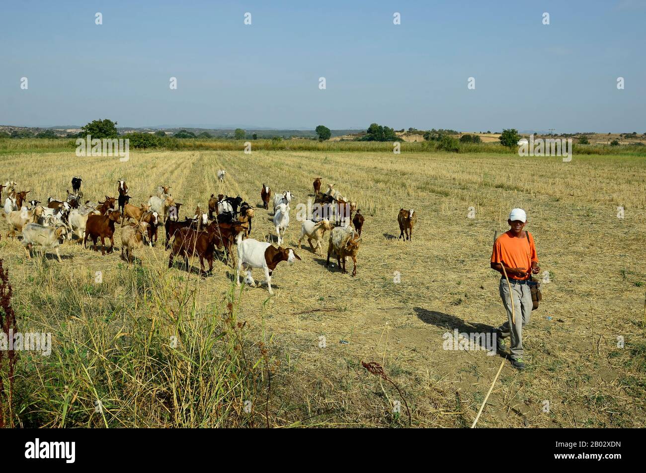 Goat herder hi-res stock photography and images - Alamy