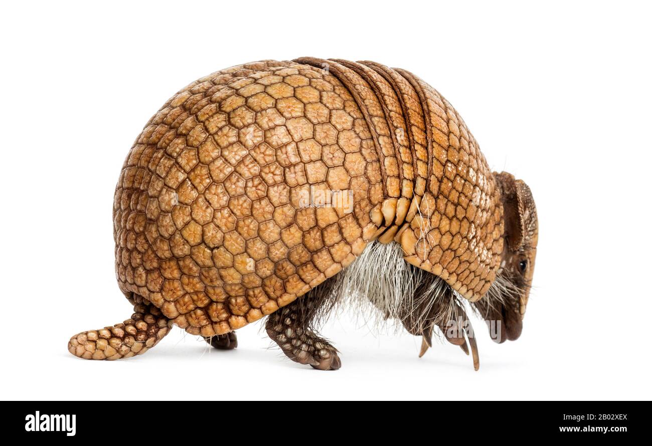 Brazilian three-banded armadillo, Tolypeutes tricinctus - 4 years old ...