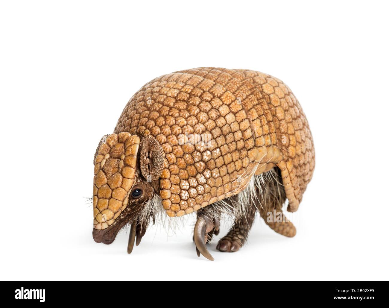 Brazilian three-banded armadillo, Tolypeutes tricinctus - 4 years old ...
