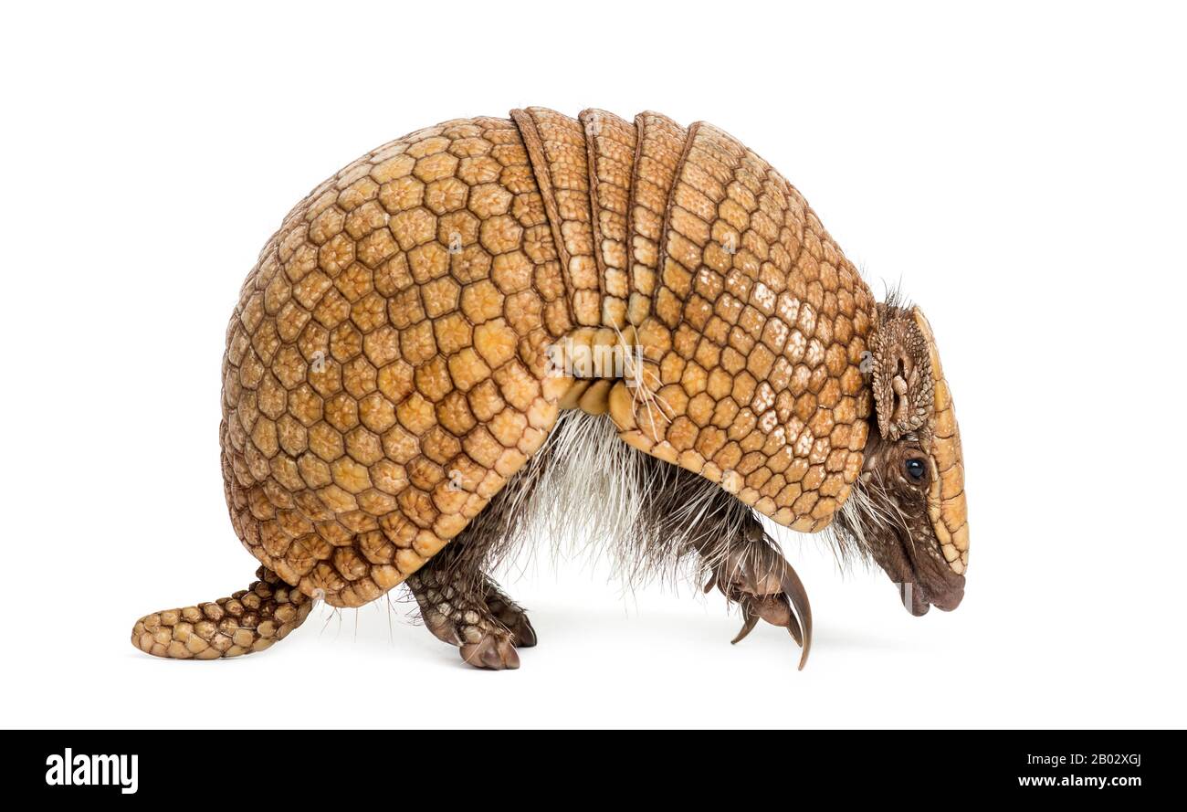 Brazilian three-banded armadillo, Tolypeutes tricinctus - 4 years old ...