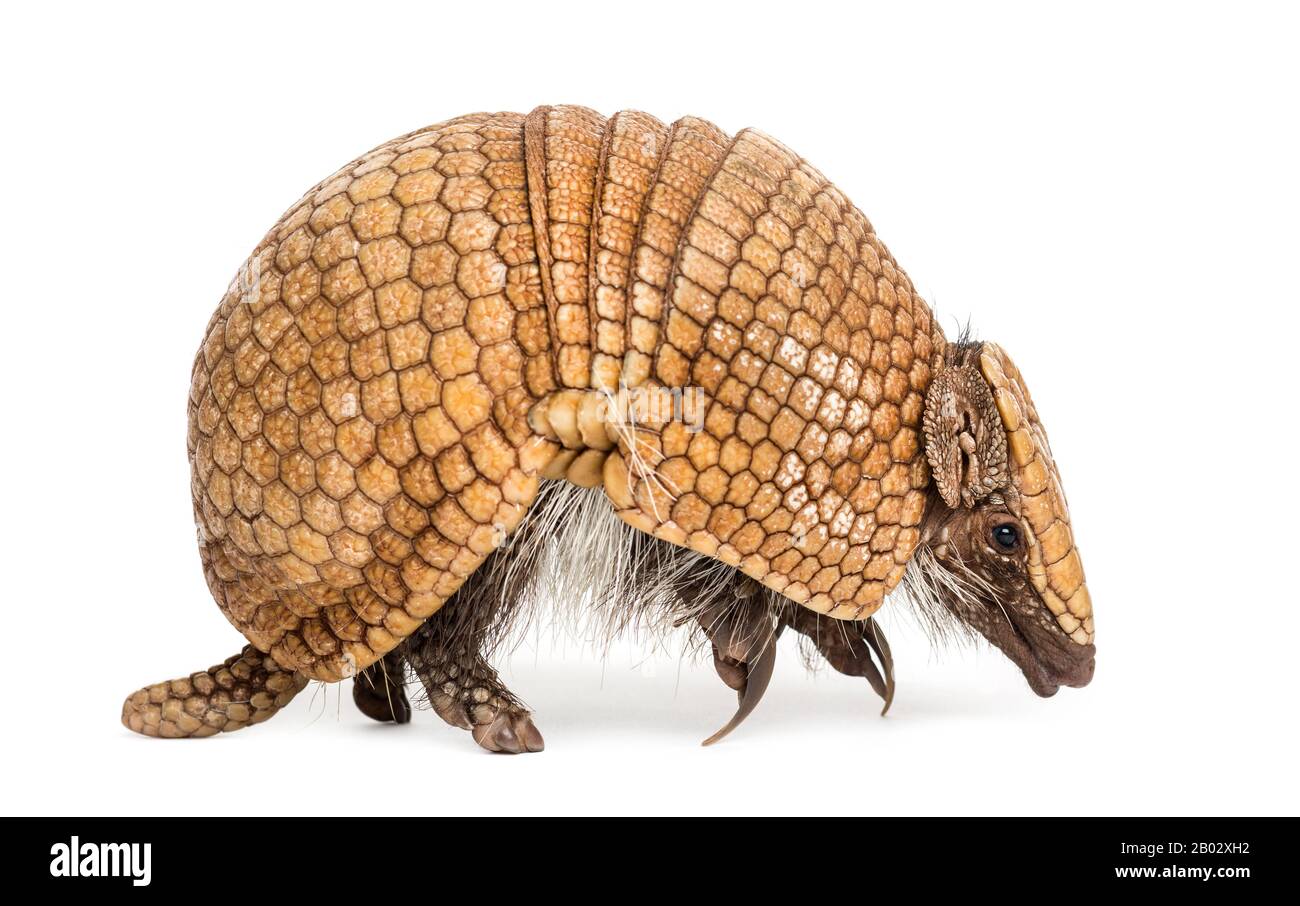 Brazilian three-banded armadillo, Tolypeutes tricinctus - 4 years old ...