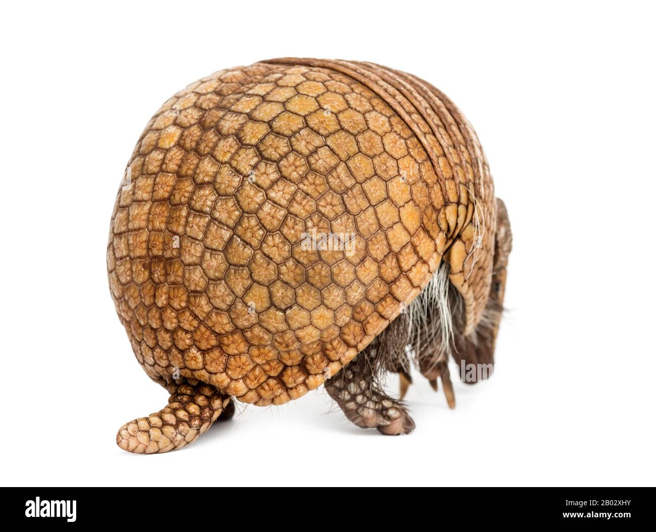 Brazilian three-banded armadillo, Tolypeutes tricinctus - 4 years old ...