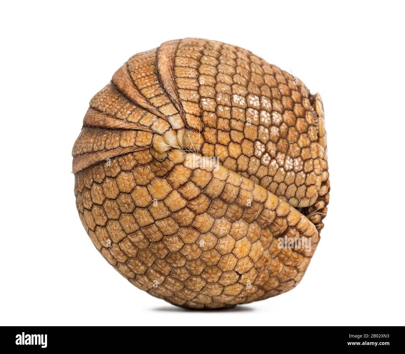 Brazilian three-banded armadillo rolled up, Tolypeutes tricinctus - 4 ...