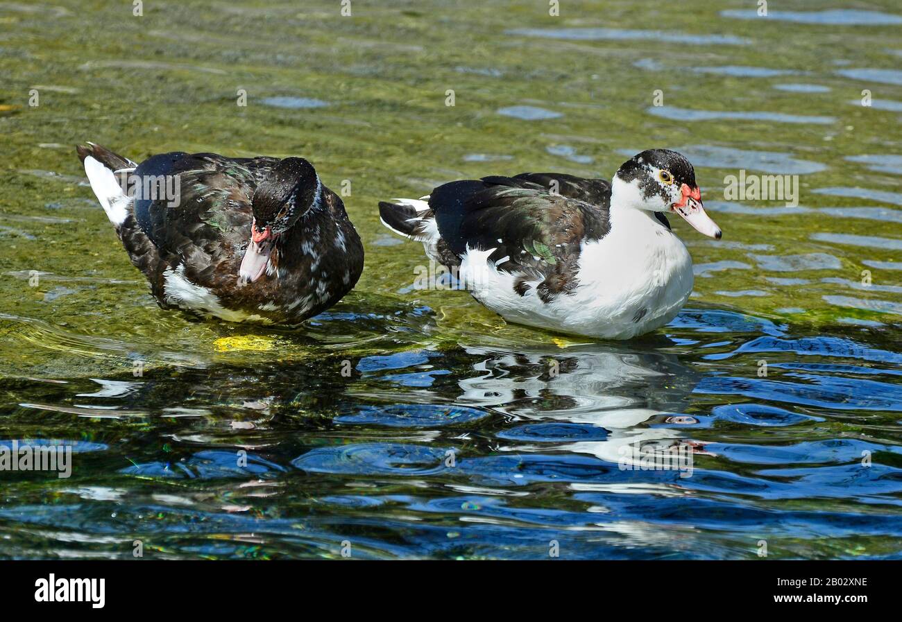 Greece, Muscovy duck in lake of park Agios Varvaras in Drama Stock ...