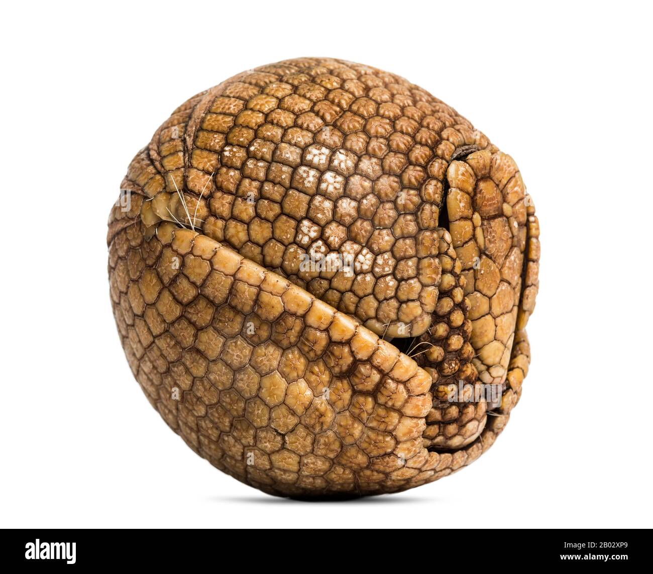 Brazilian three banded armadillo hi-res stock photography and images ...