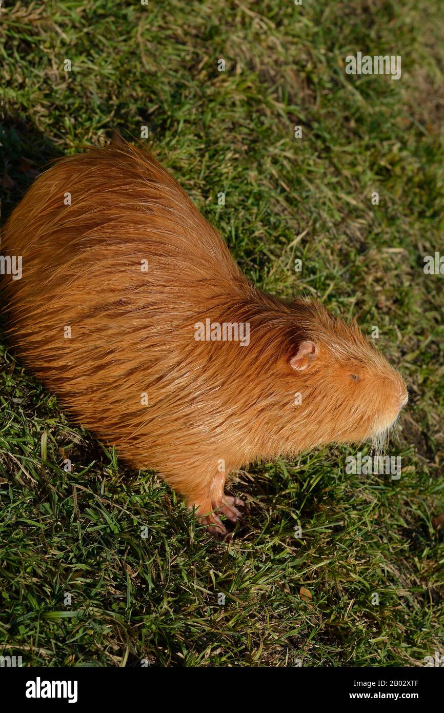 Prague nutria hi-res stock photography and images - Alamy