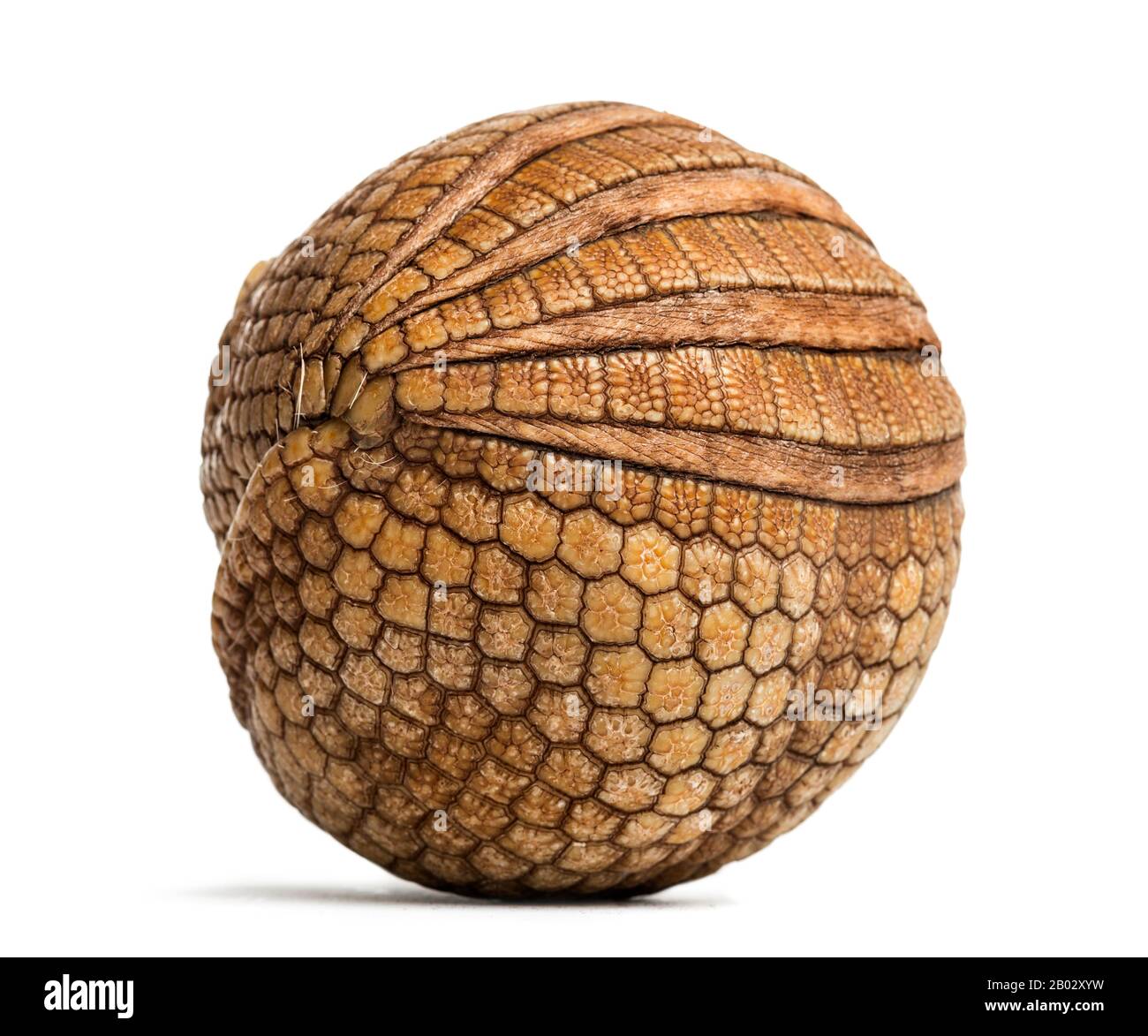 Brazilian three-banded armadillo rolled up, Tolypeutes tricinctus - 4 ...