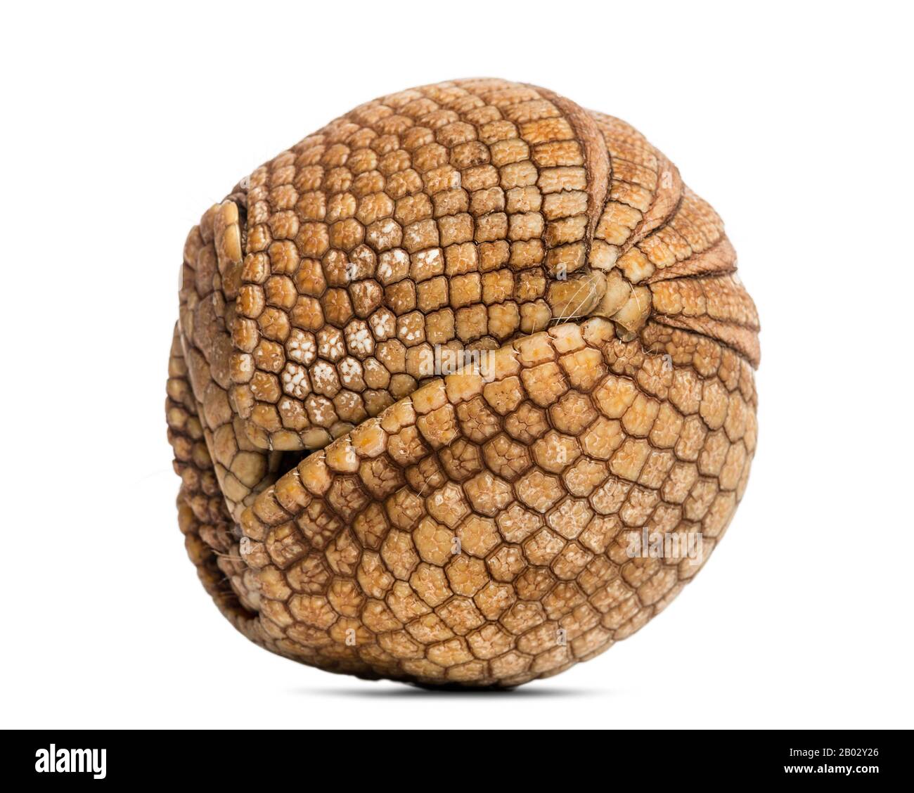 Brazilian three-banded armadillo rolled up, Tolypeutes tricinctus - 4 ...