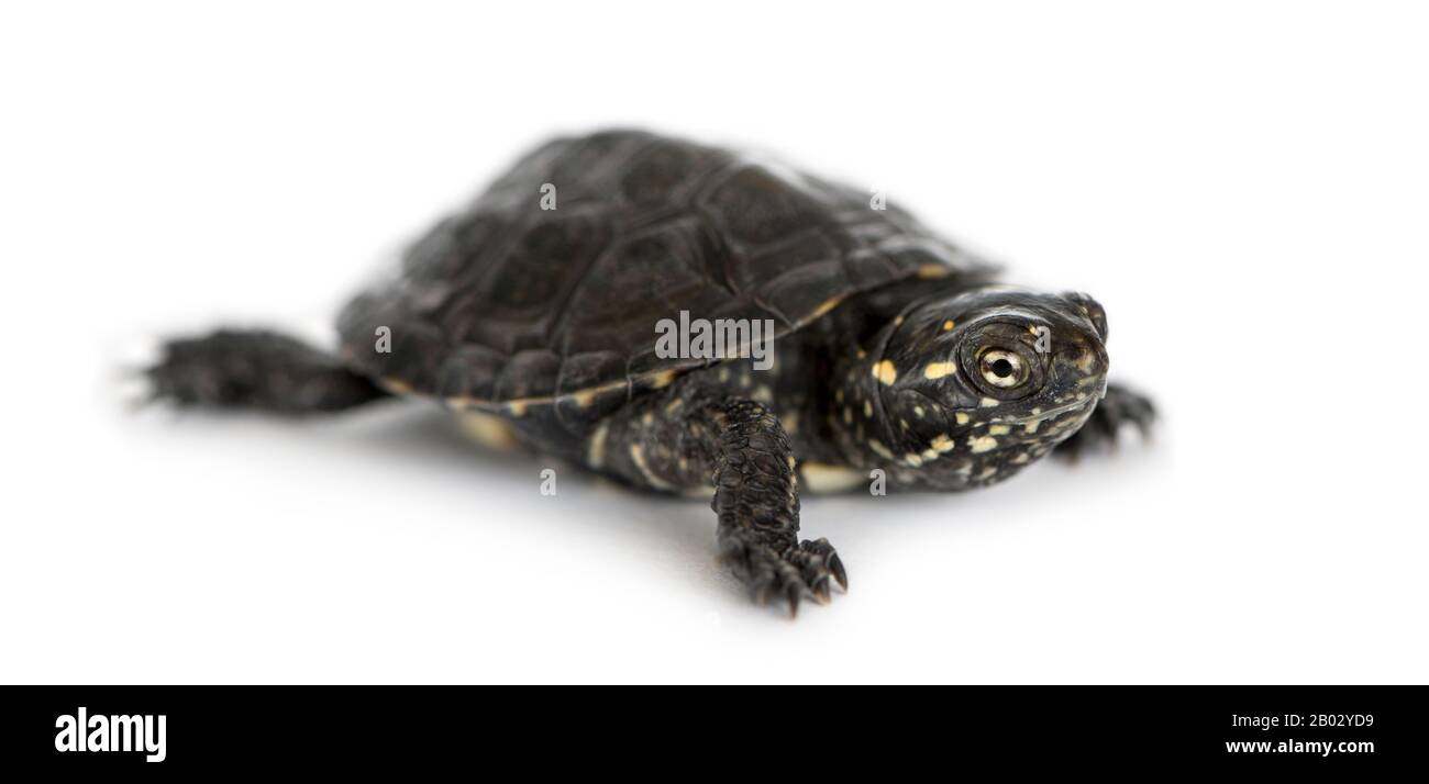 Young European pond turtle, Emys orbicularis, isloated on whiite Stock ...