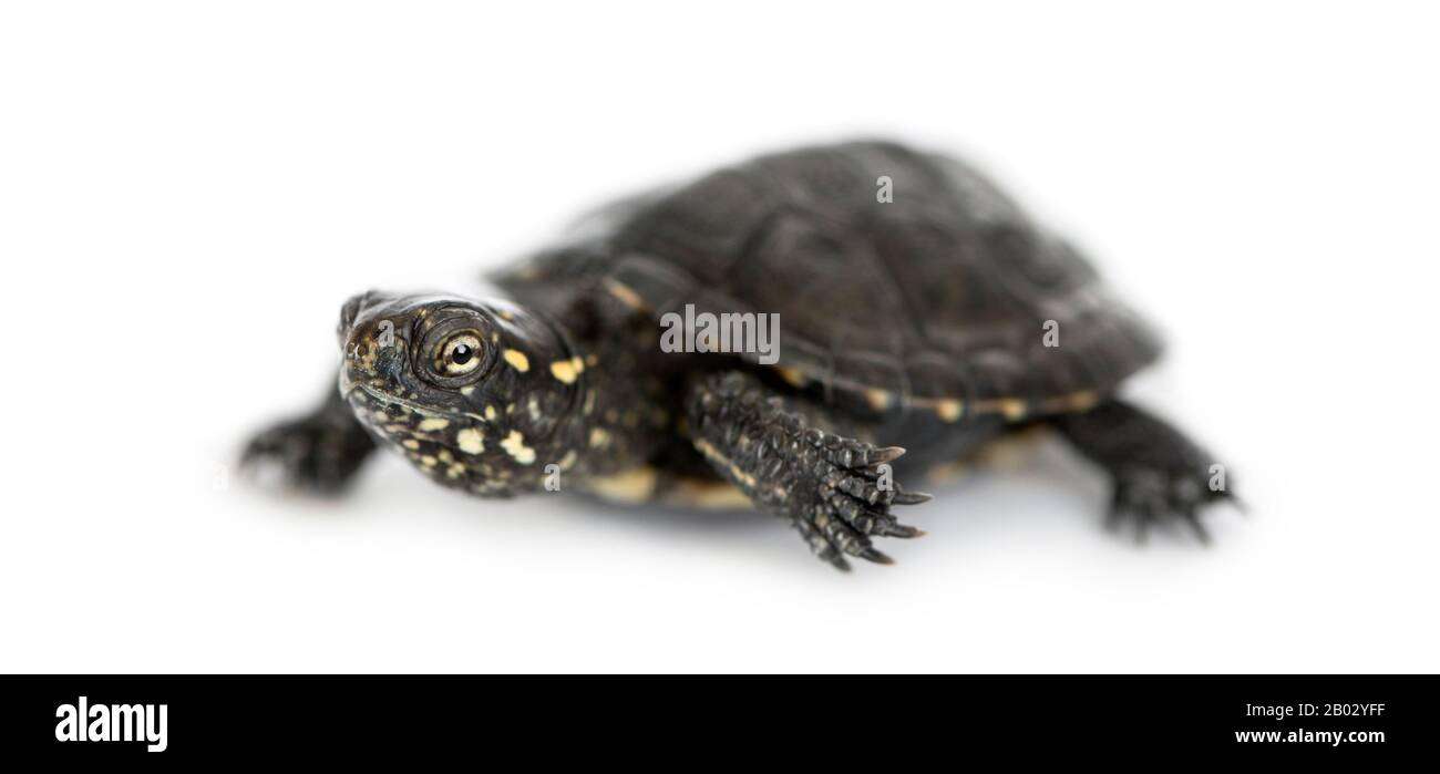 Young European pond turtle, Emys orbicularis, isloated on whiite Stock ...