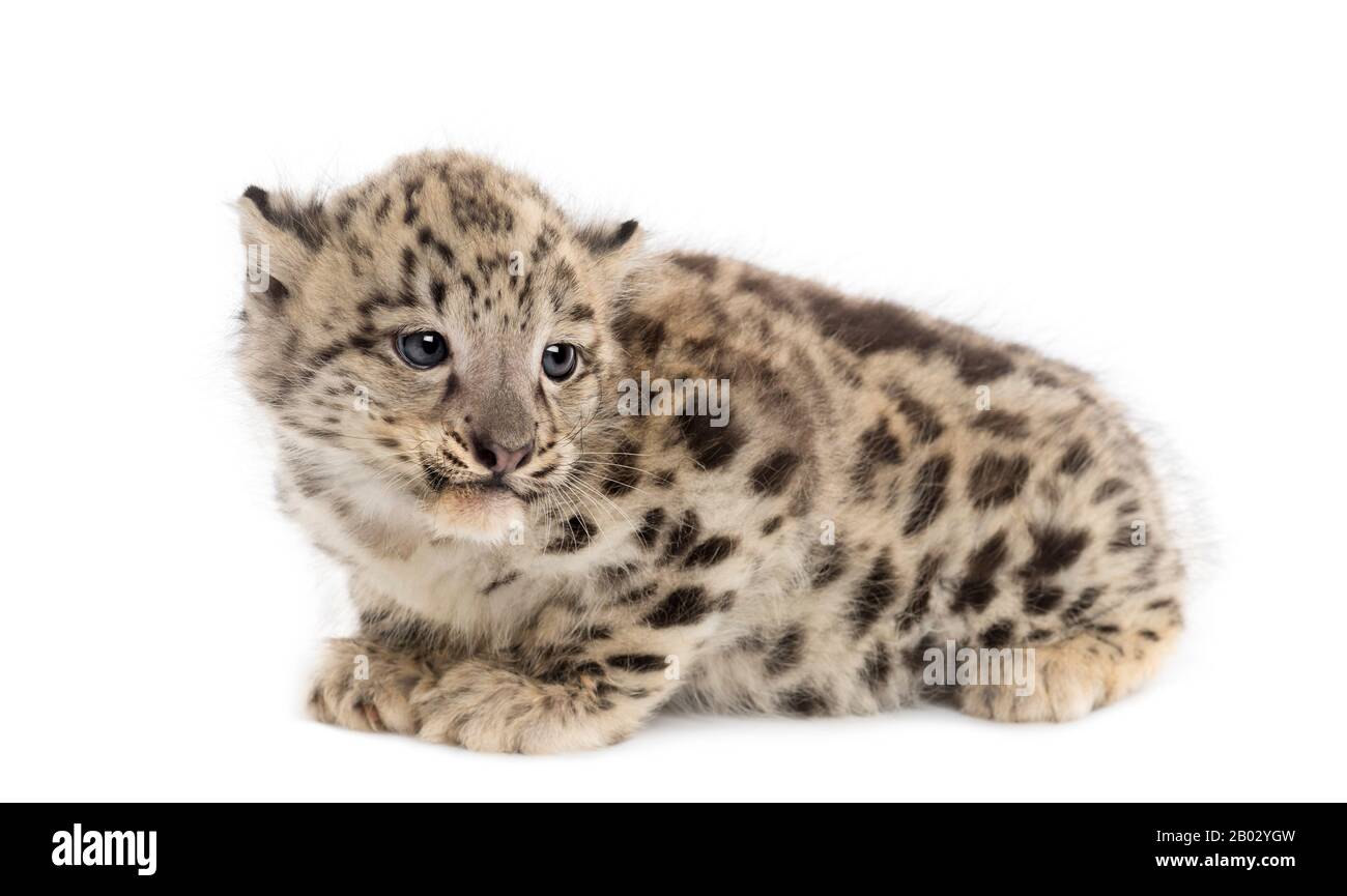 Leopard lying in snow hi-res stock photography and images - Alamy