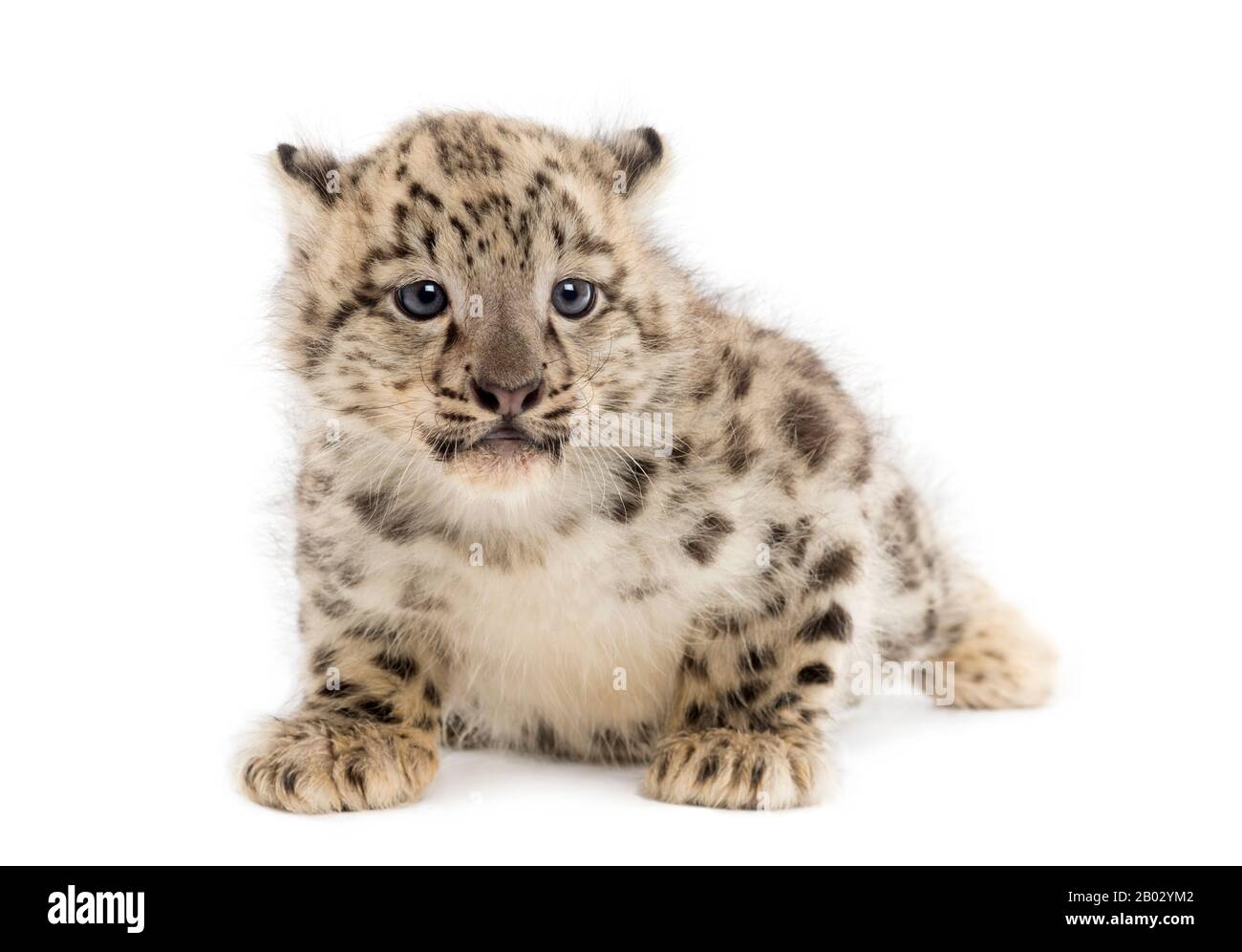 Snow leopard in snow Cut Out Stock Images & Pictures - Alamy