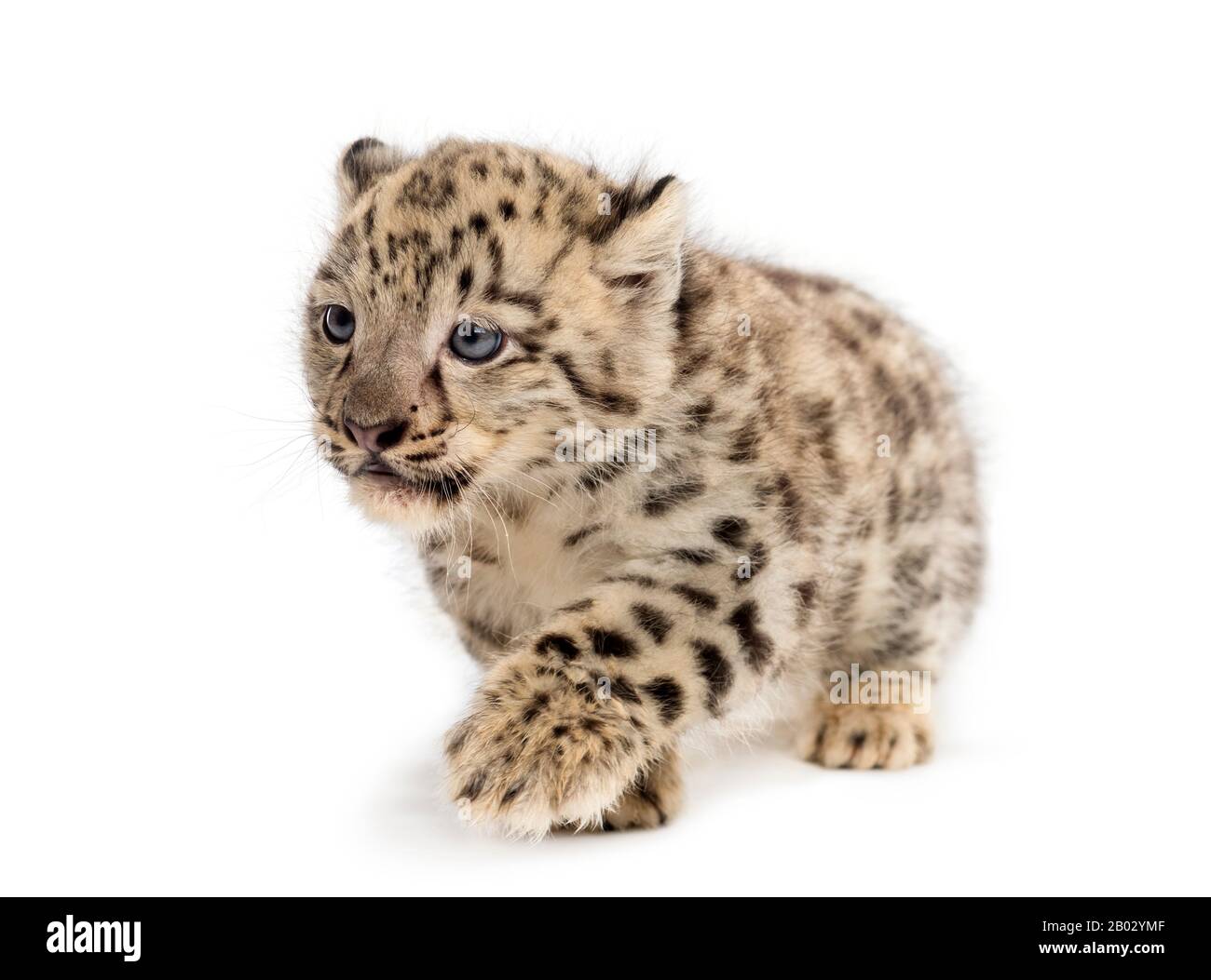Baby snow leopard hi-res stock photography and images - Alamy