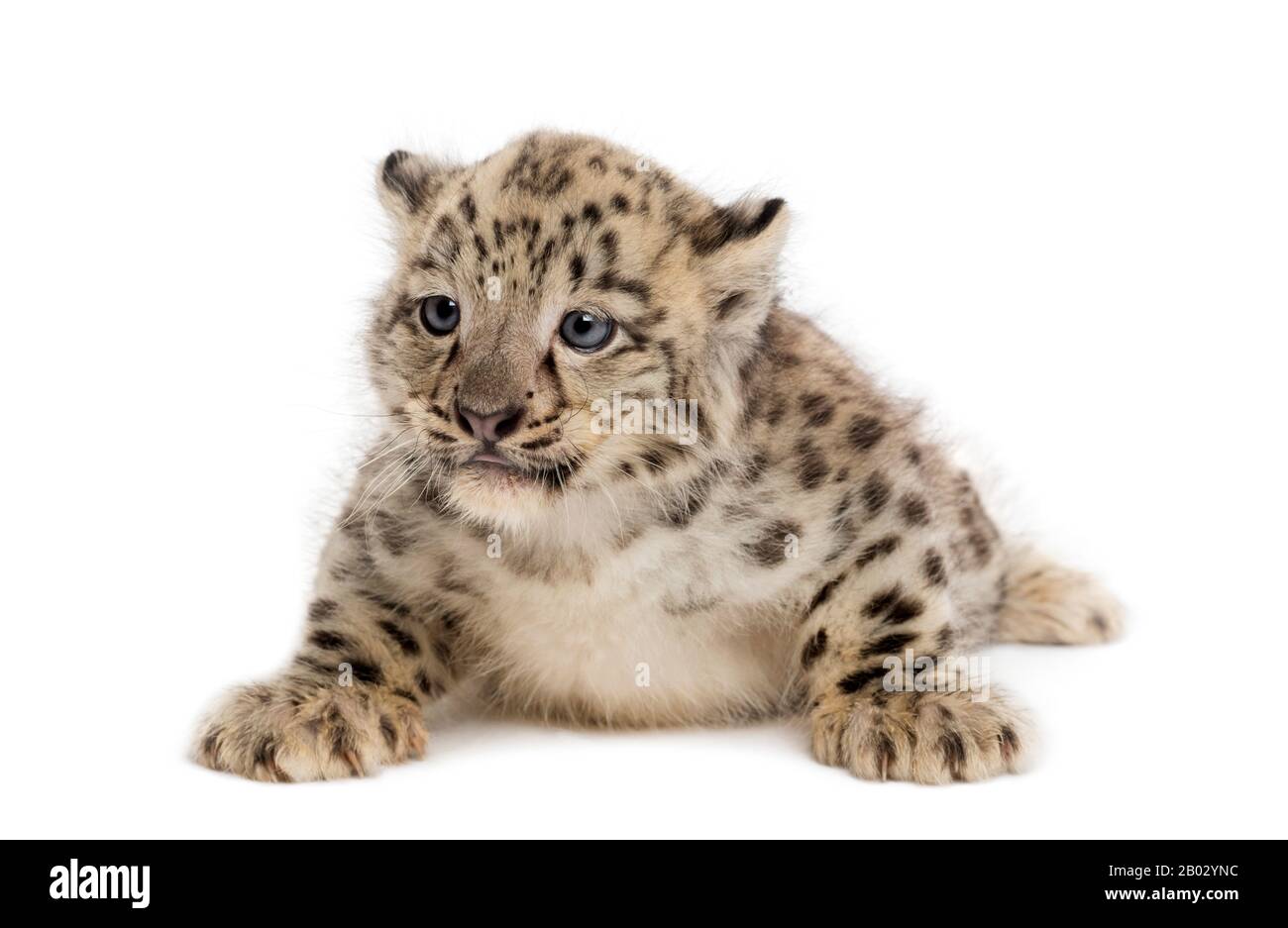 Baby snow leopard Cut Out Stock Images & Pictures - Alamy