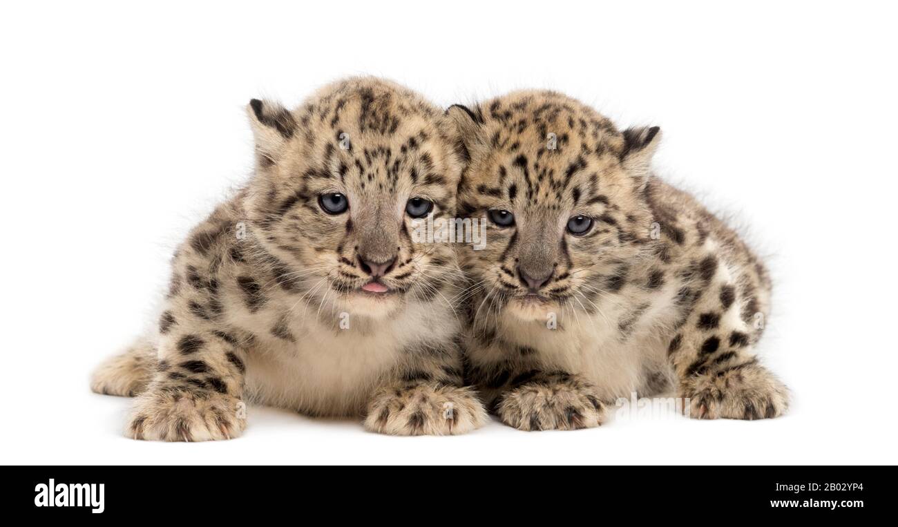 Panthera uncia cubs hi-res stock photography and images - Alamy