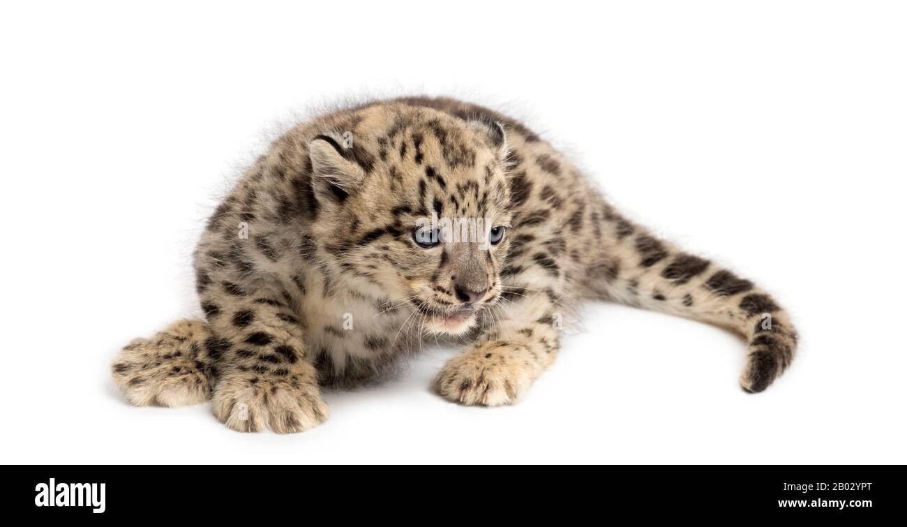 Snow leopard Cut Out Stock Images & Pictures - Alamy
