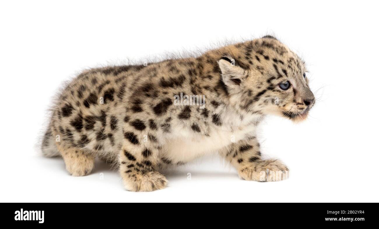 Snow leopard Cut Out Stock Images & Pictures - Alamy