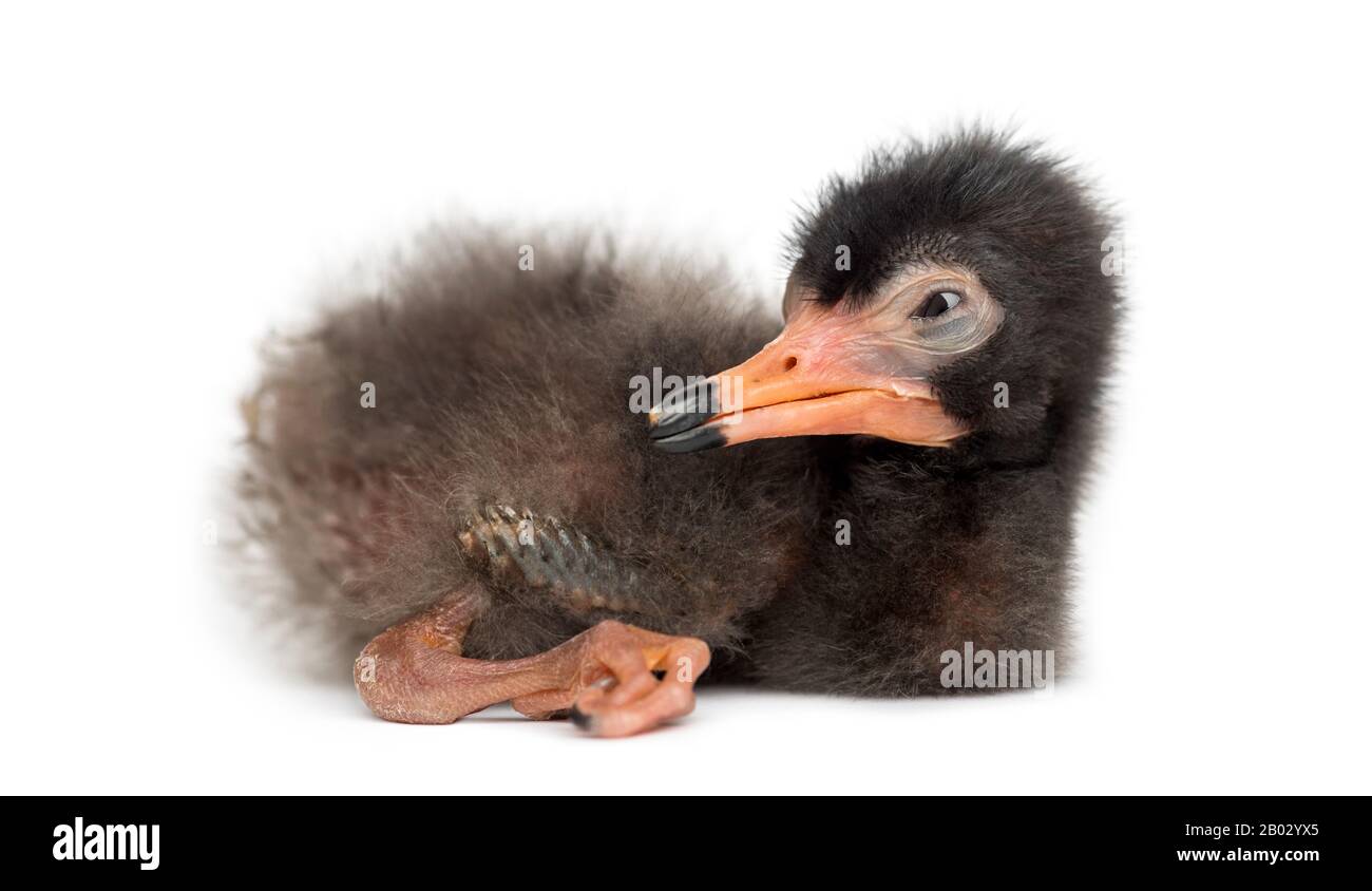 Ibis chick hi-res stock photography and images - Alamy