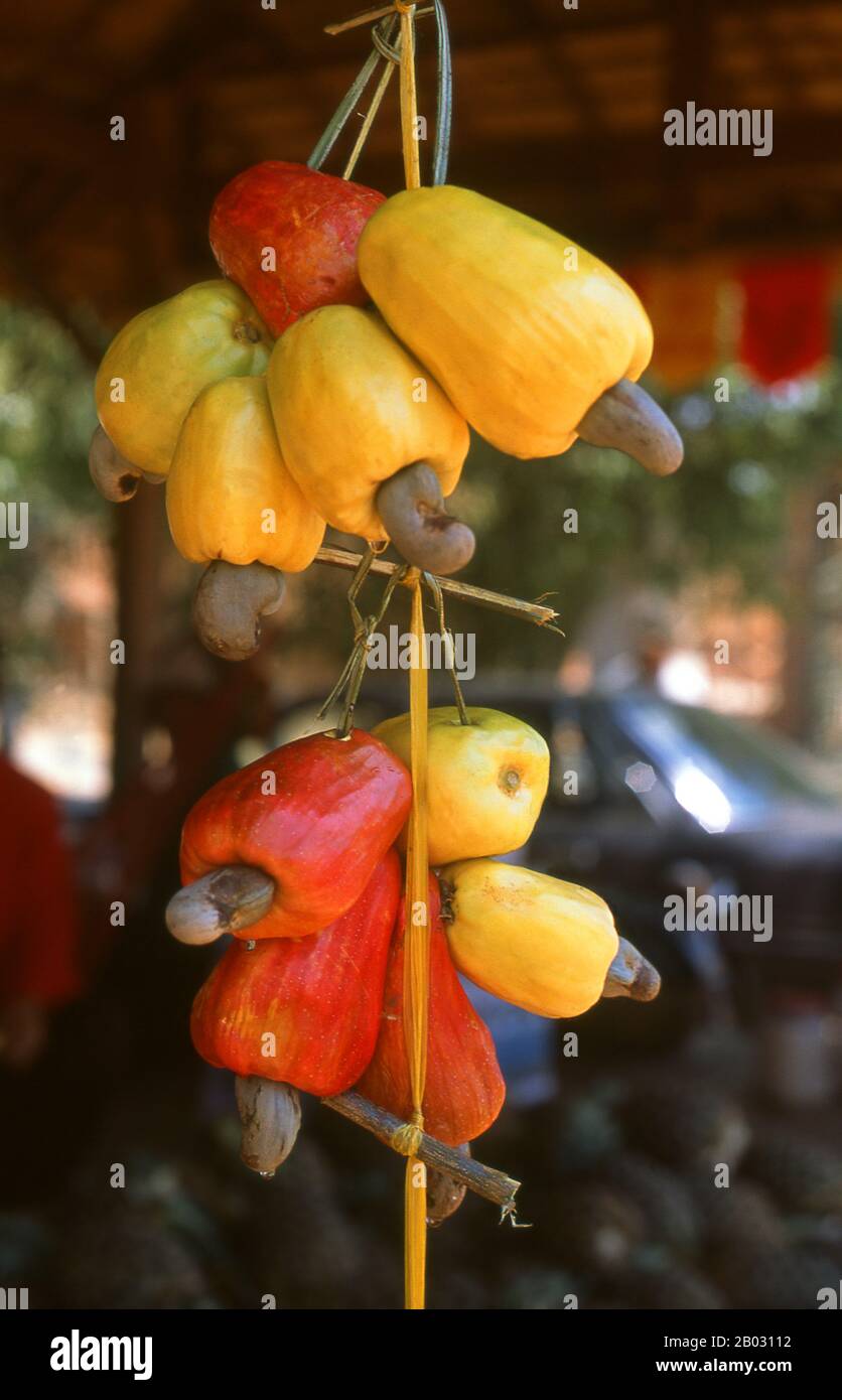 The cashew tree (Anacardium occidentale) is a tropical evergreen tree ...