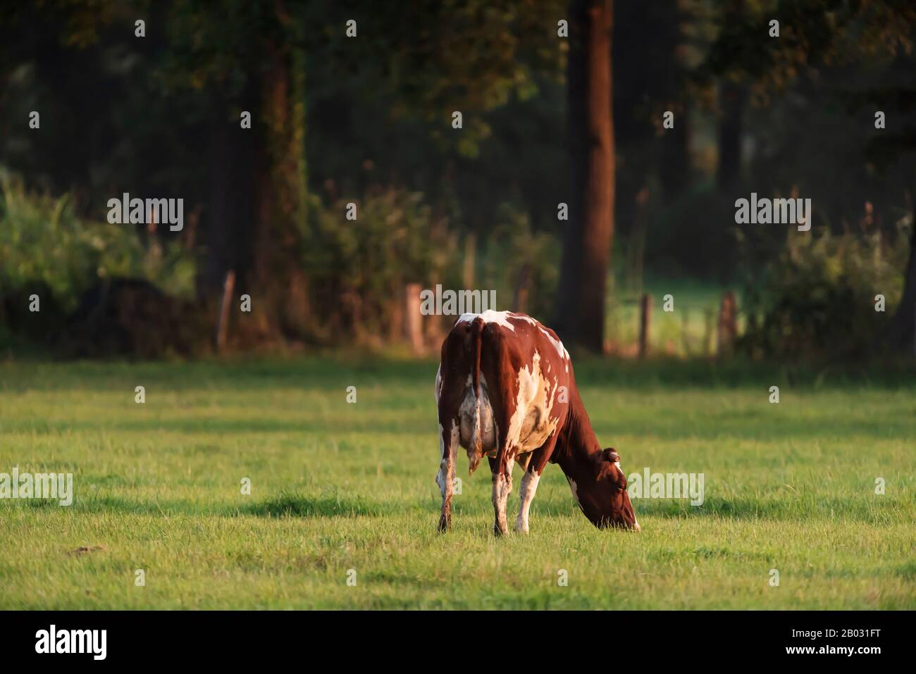Cow grazing in meadow near forest Stock Photo - Alamy