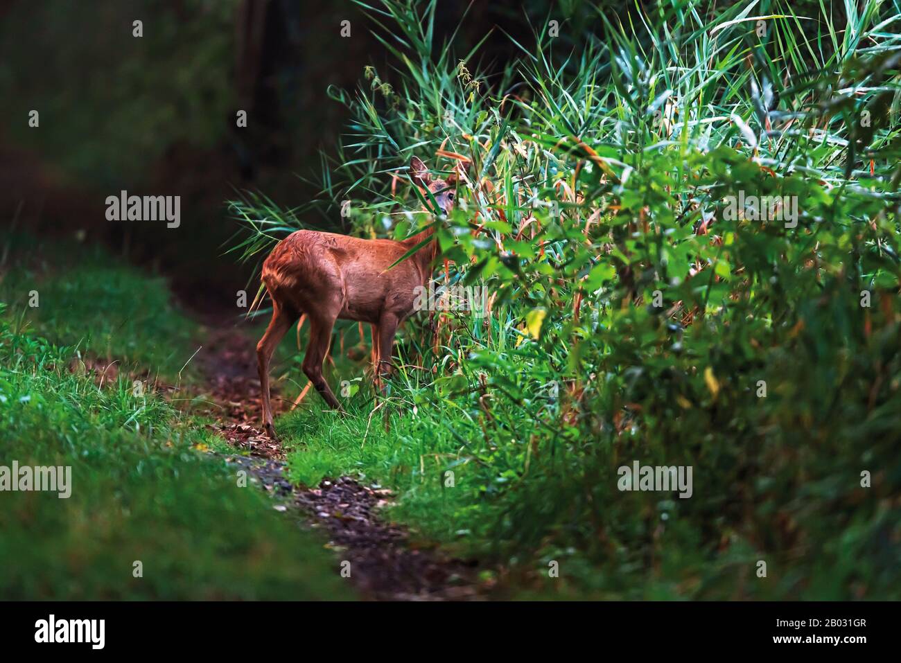 Roe deer doe on forest path between reed Stock Photo - Alamy