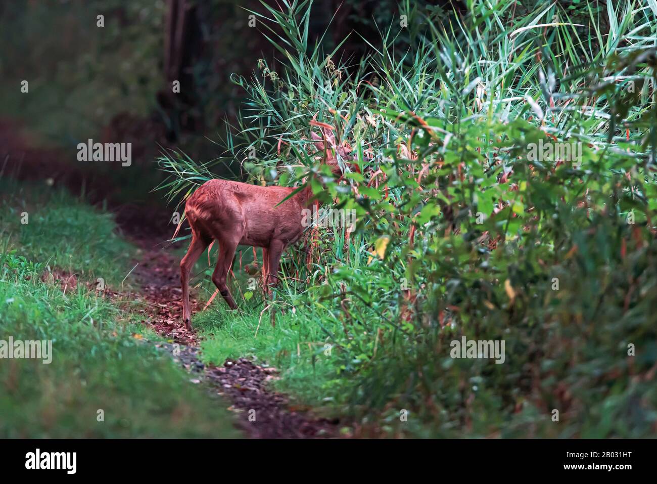 Eating roe deer doe on forest path between reed Stock Photo - Alamy