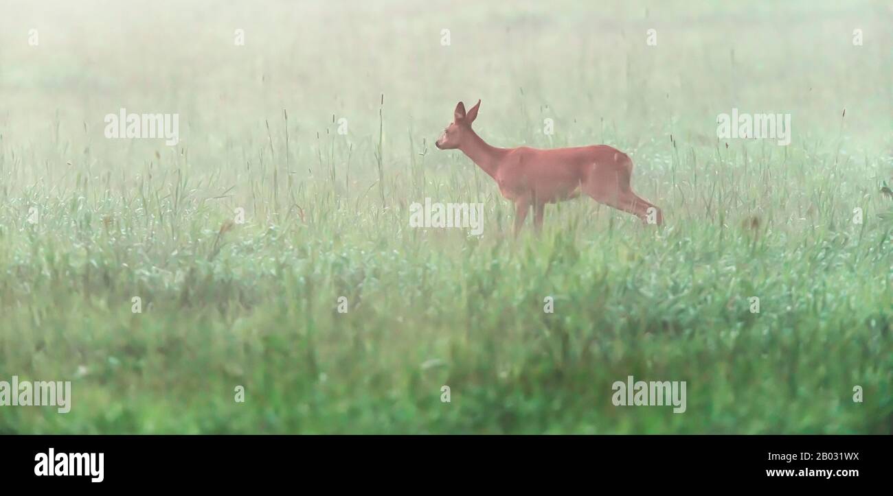 Roe deer doe standing in hi-res stock photography and images - Alamy