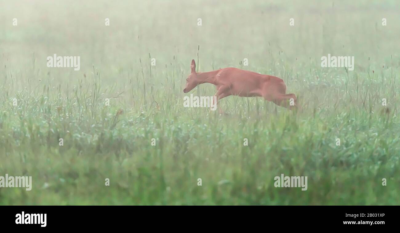 Roe deer doe jumping in misty meadow Stock Photo - Alamy
