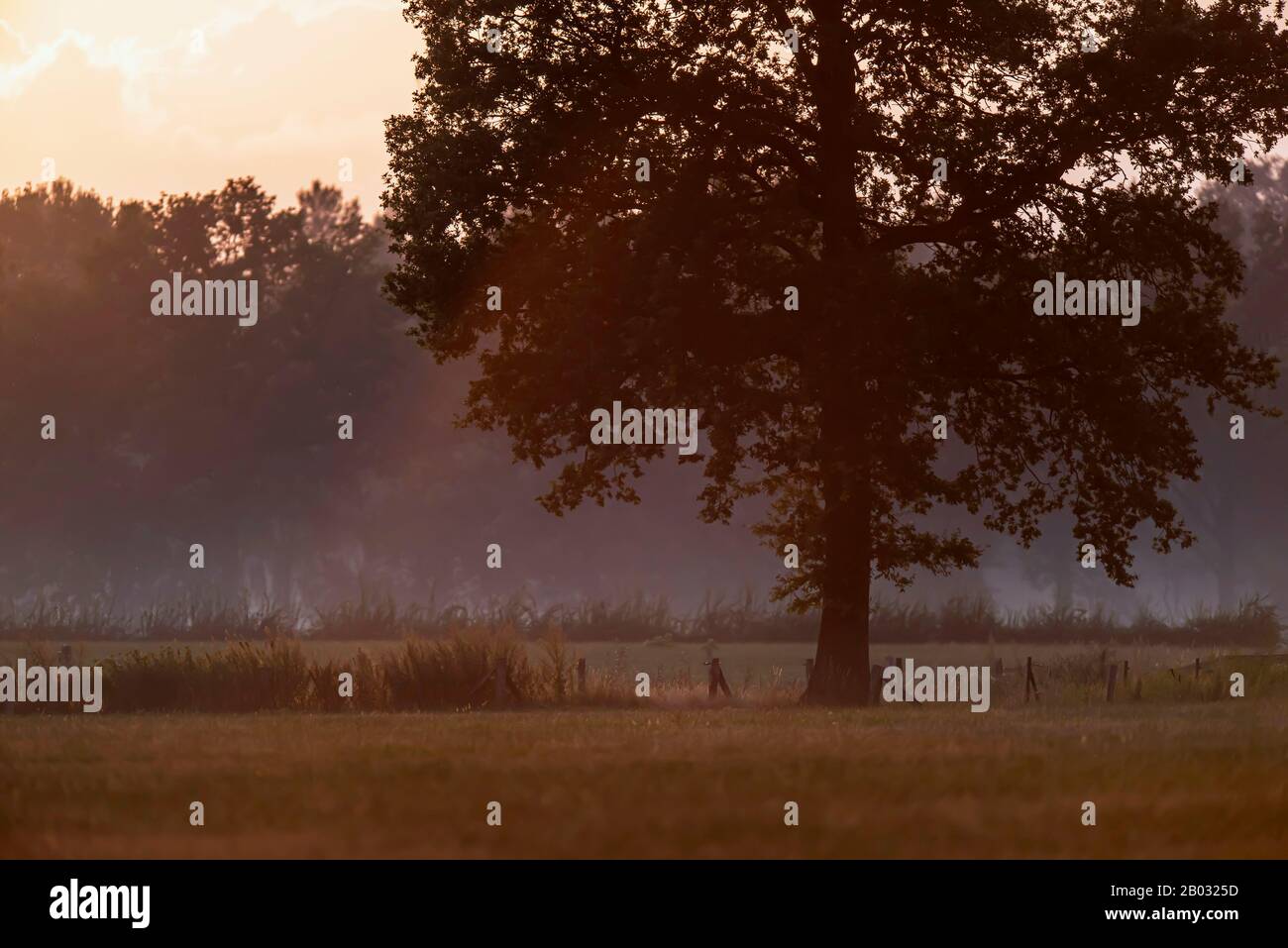 Hazy summer sunshine meadow hi-res stock photography and images - Alamy