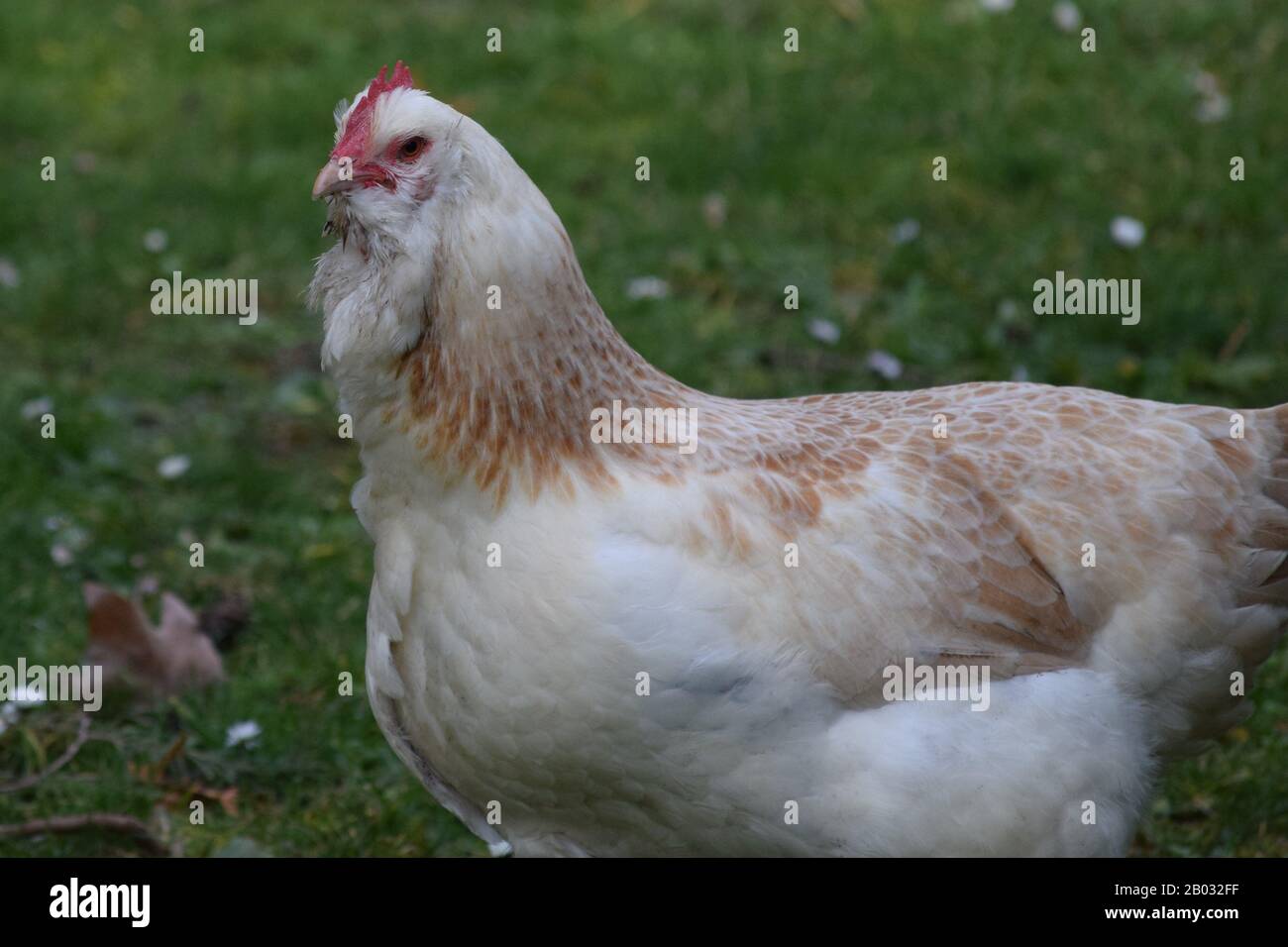 Endangered Chicken Breeds