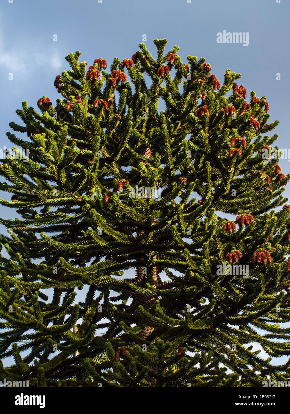 Monkey puzzle tree trees uk hi-res stock photography and images - Alamy