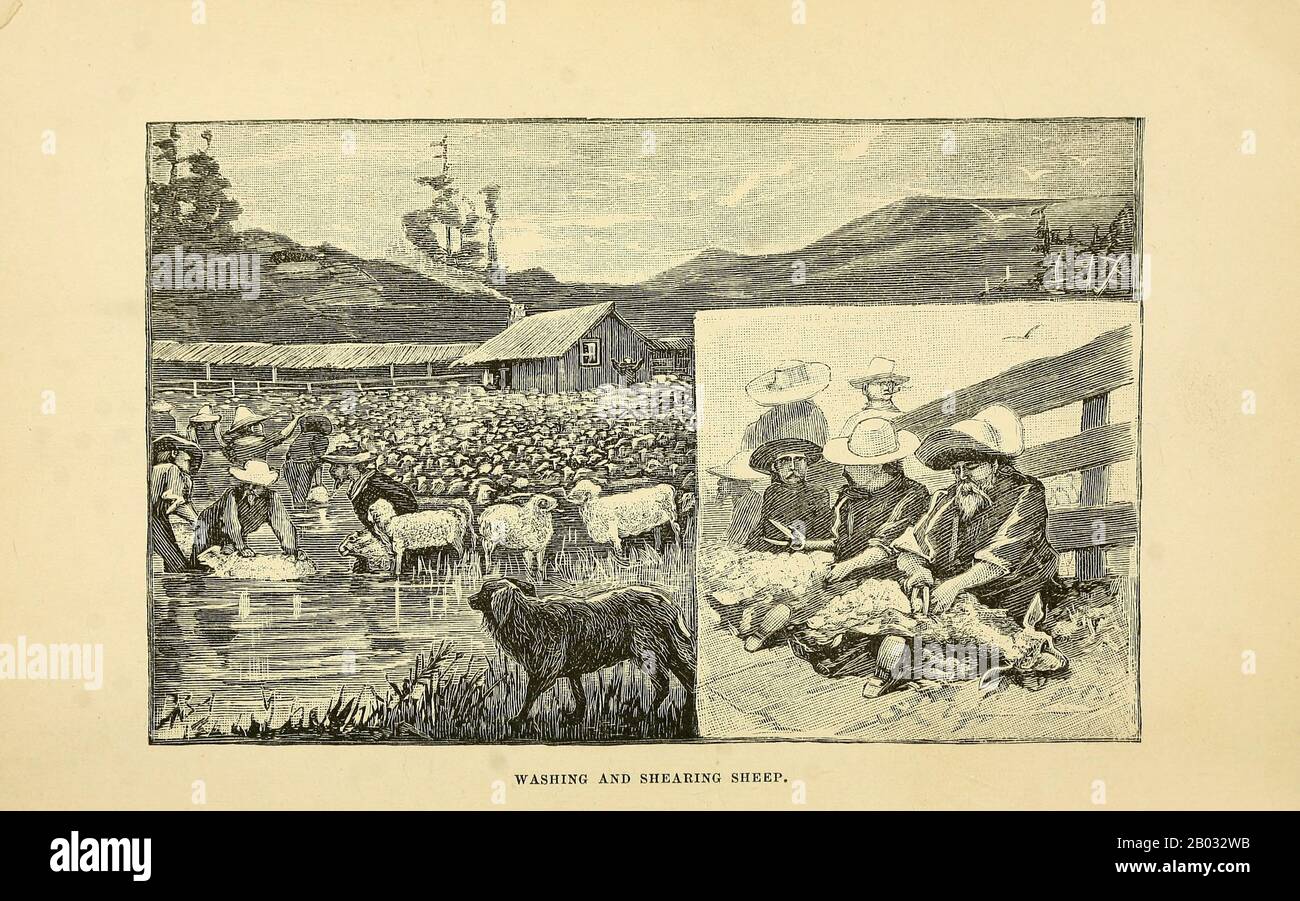 Sheep washing hi-res stock photography and images - Alamy